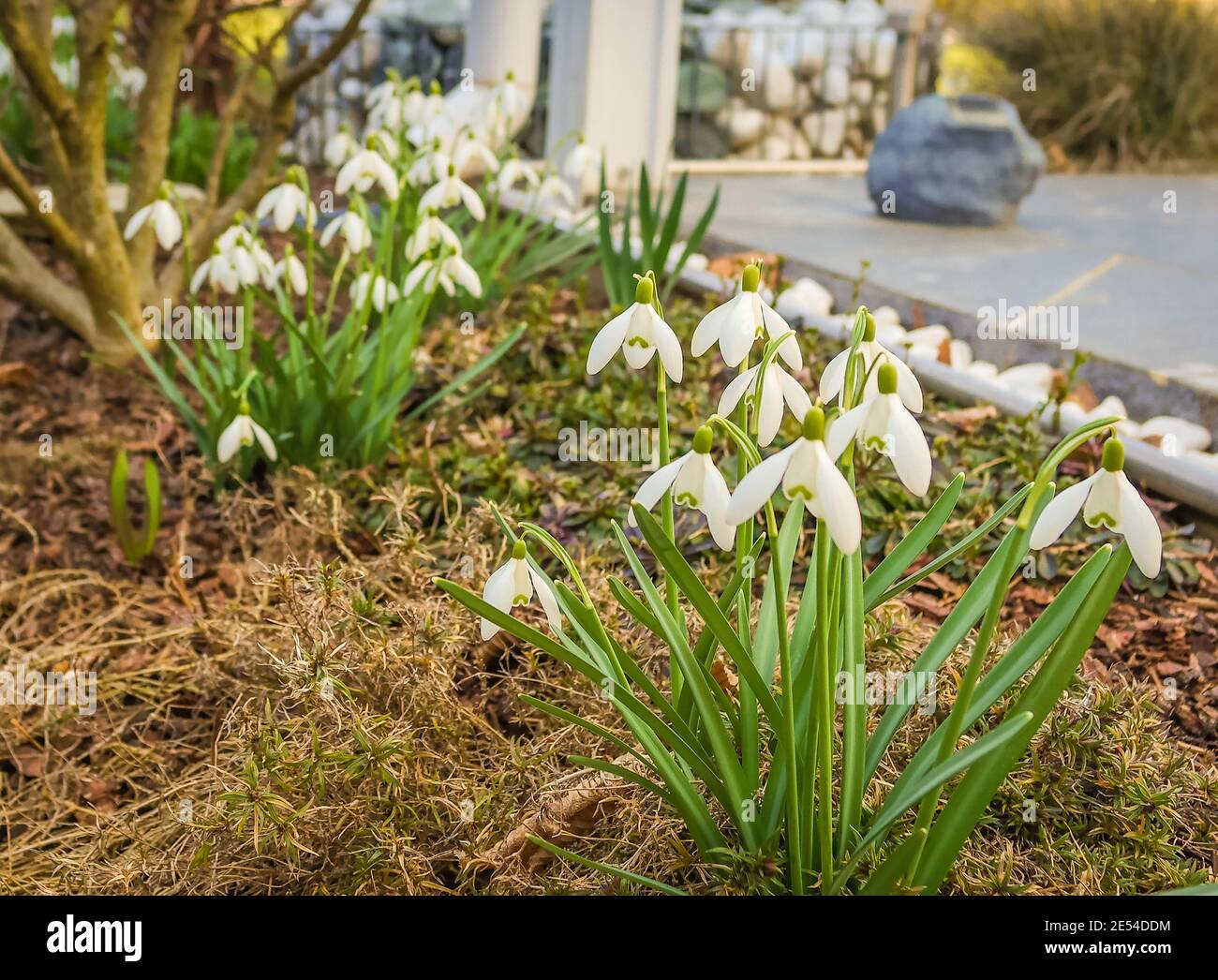 Snowdrop like flowers hi-res stock photography and images - Alamy