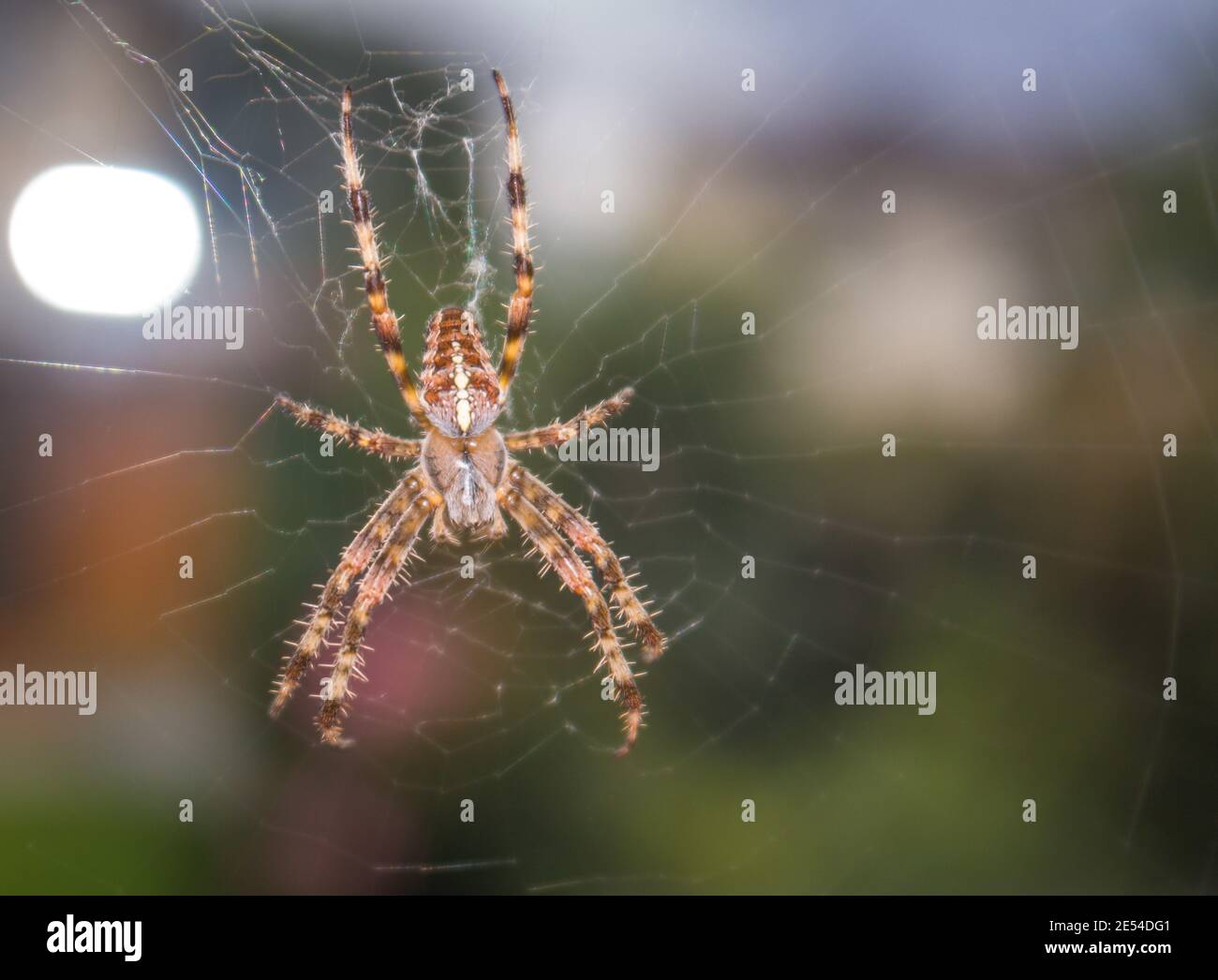 A diadem spider spinning its web, front view Stock Photo - Alamy