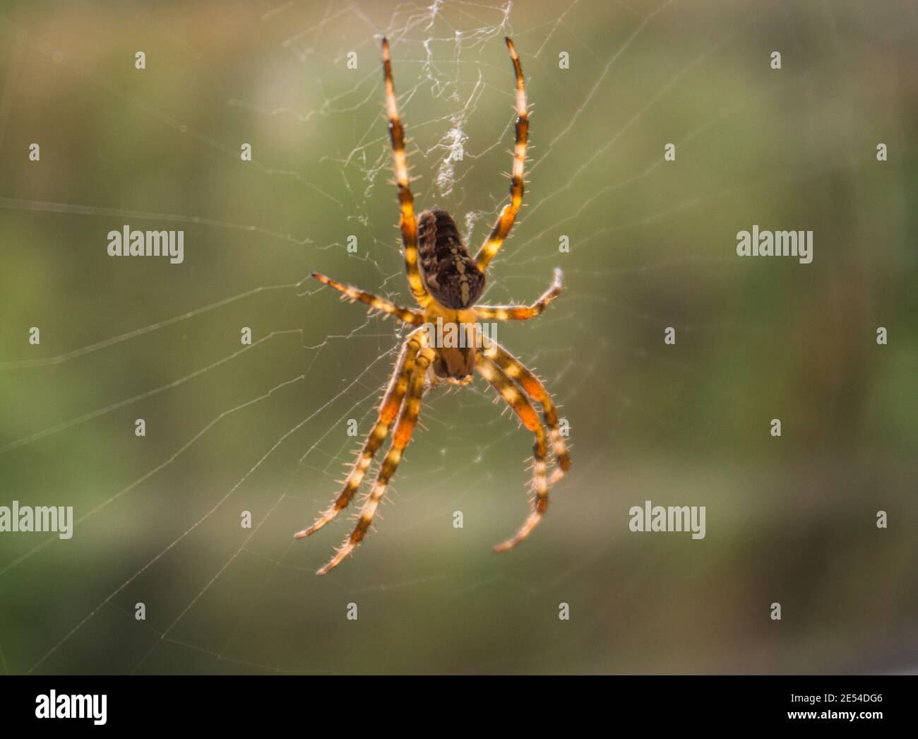 A European garden spider spinning its web, a back view Stock Photo - Alamy