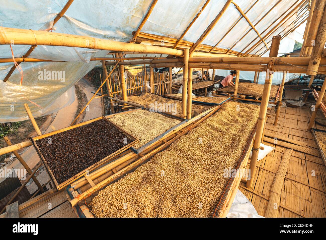 Parchment coffee Dry in the greenhouse Stock Photo - Alamy