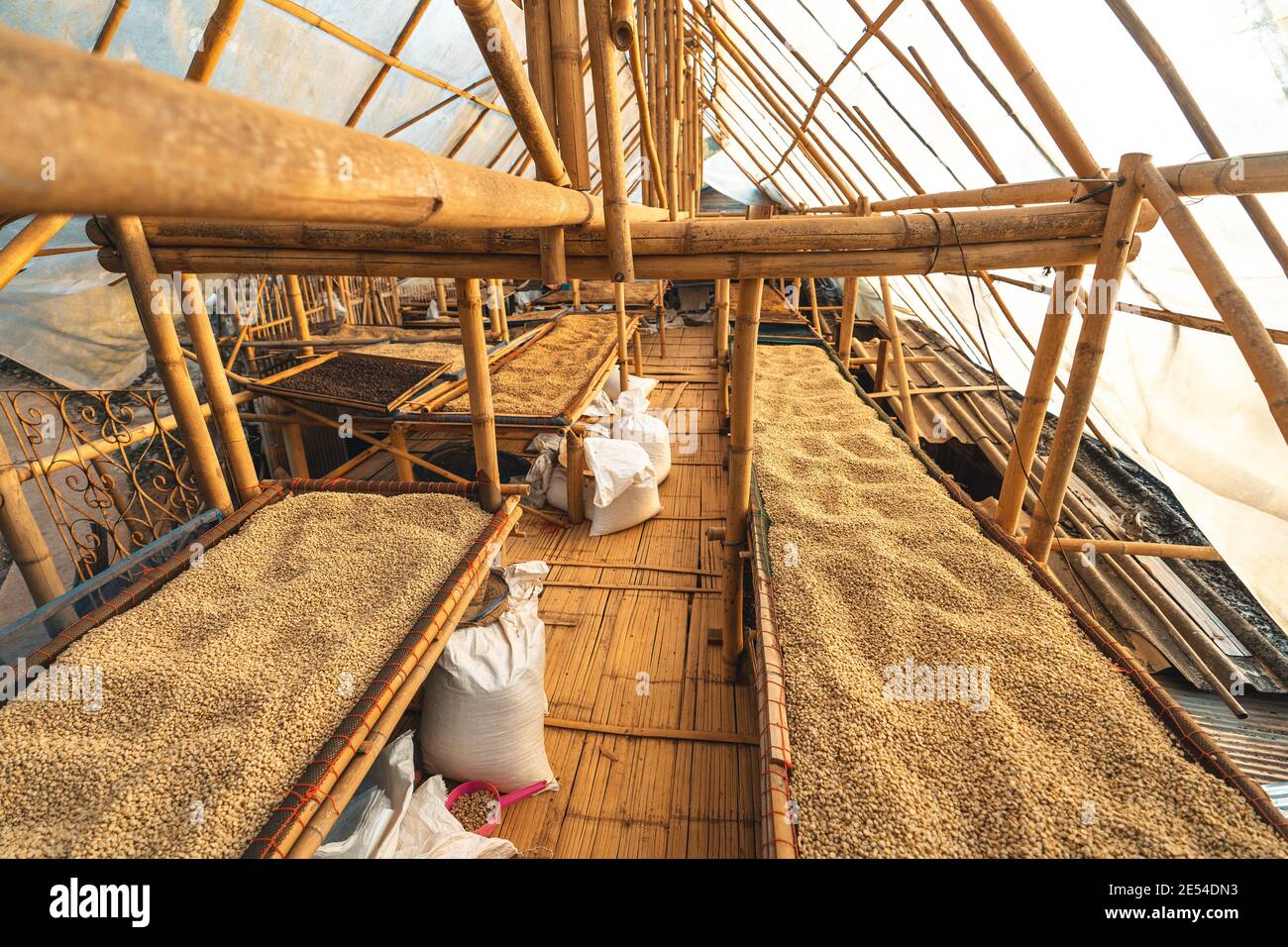 Parchment coffee Dry in the greenhouse Stock Photo - Alamy