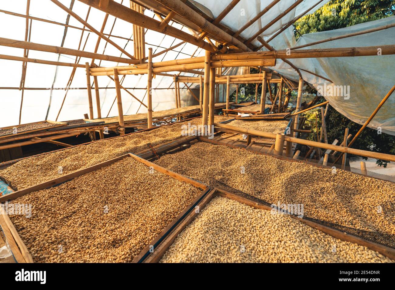 Parchment coffee Dry in the greenhouse Stock Photo - Alamy