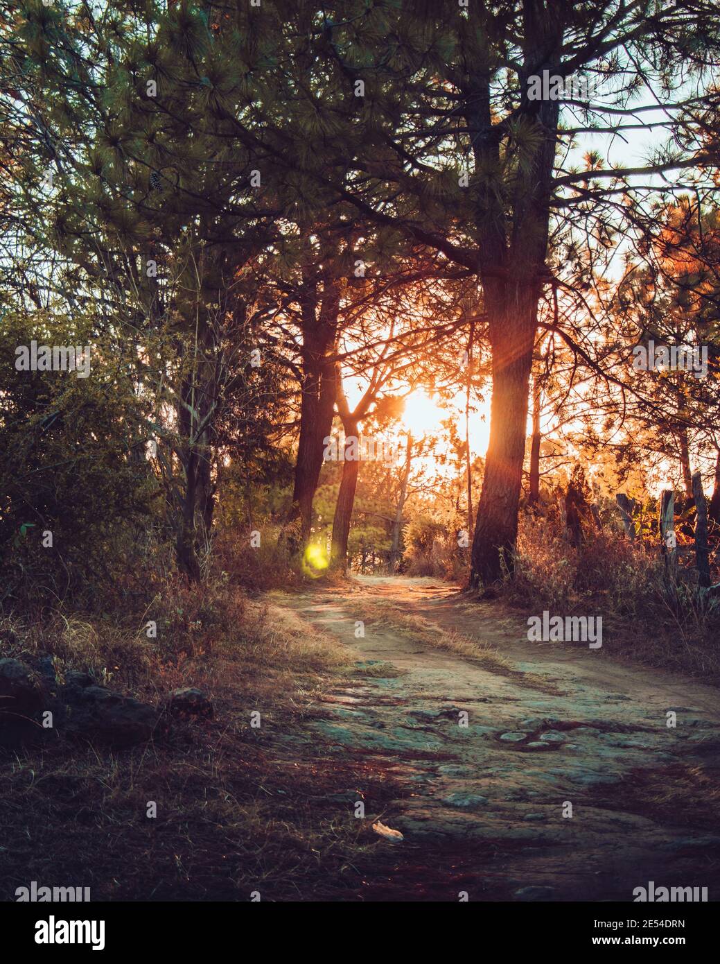 Bosque Naranja Al Atardecer Id Bosque Del Otoño Con La Carretera Al