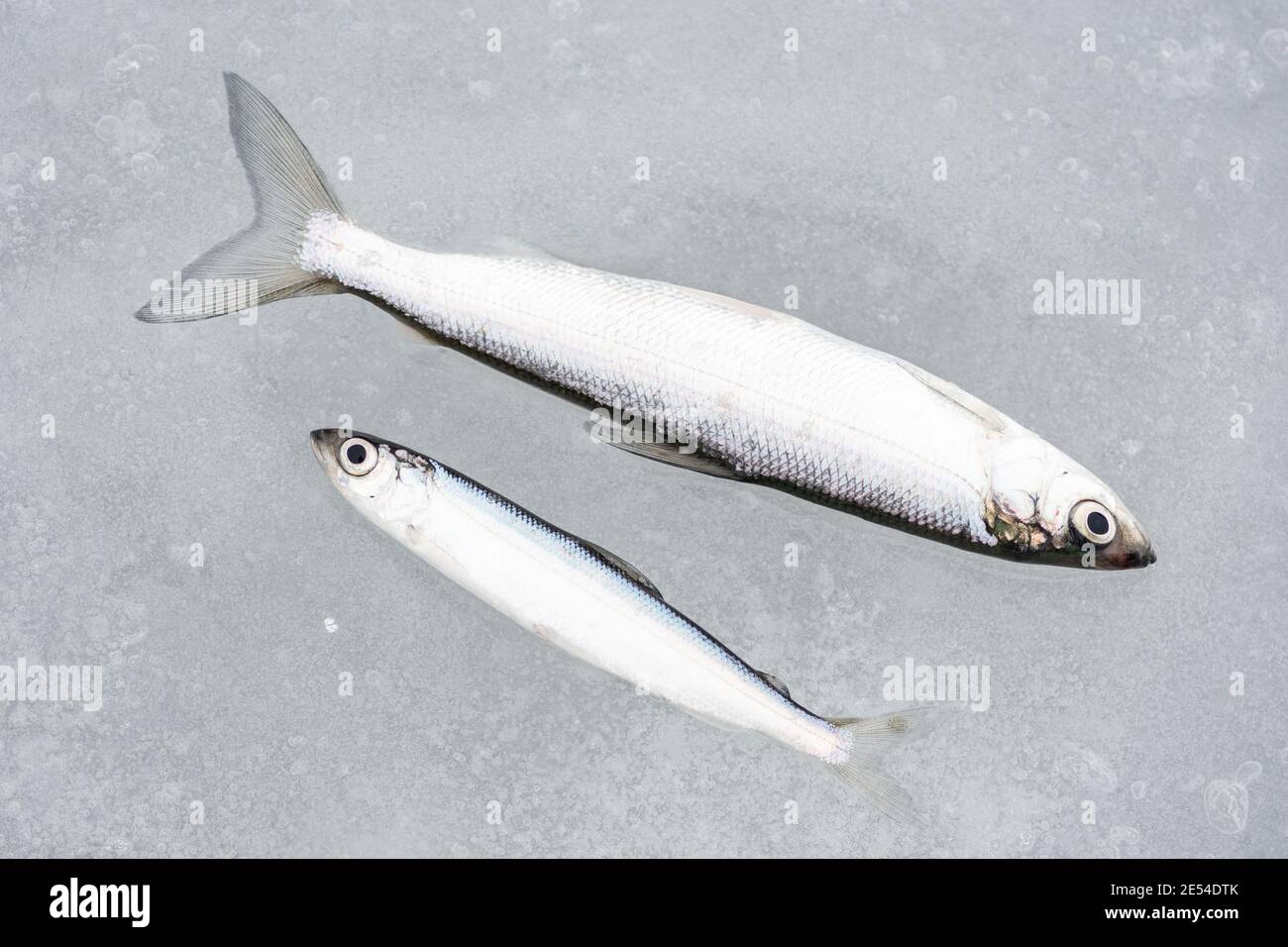 Village of cisco hi-res stock photography and images - Alamy