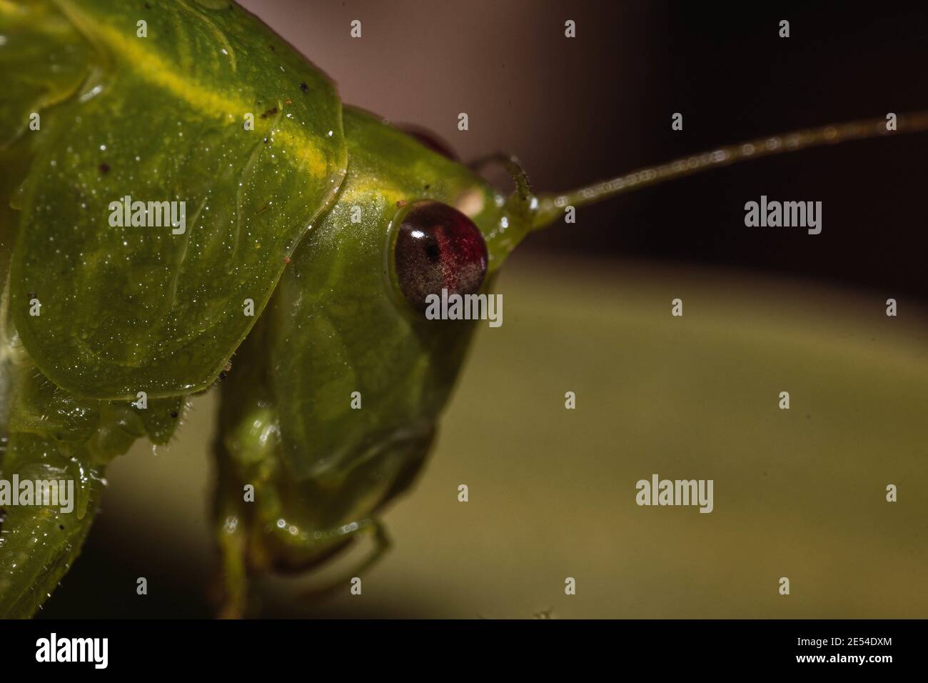 Closeup profile portrait of a green grasshopper in its natural habitat ...
