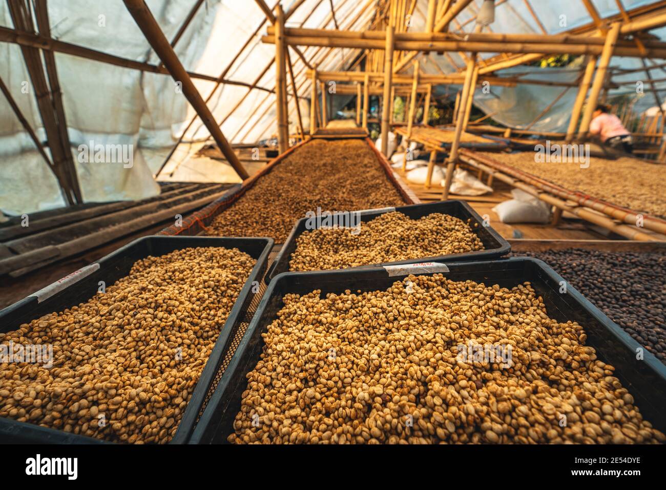 Parchment coffee Dry in the greenhouse Stock Photo - Alamy