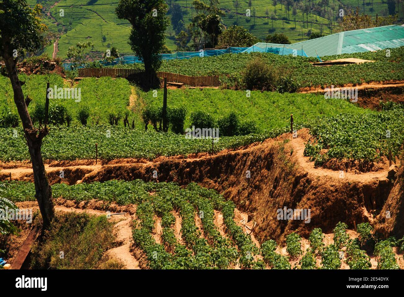 beautiful tea plantation scenery in the hill country of Sri Lanka.View ...