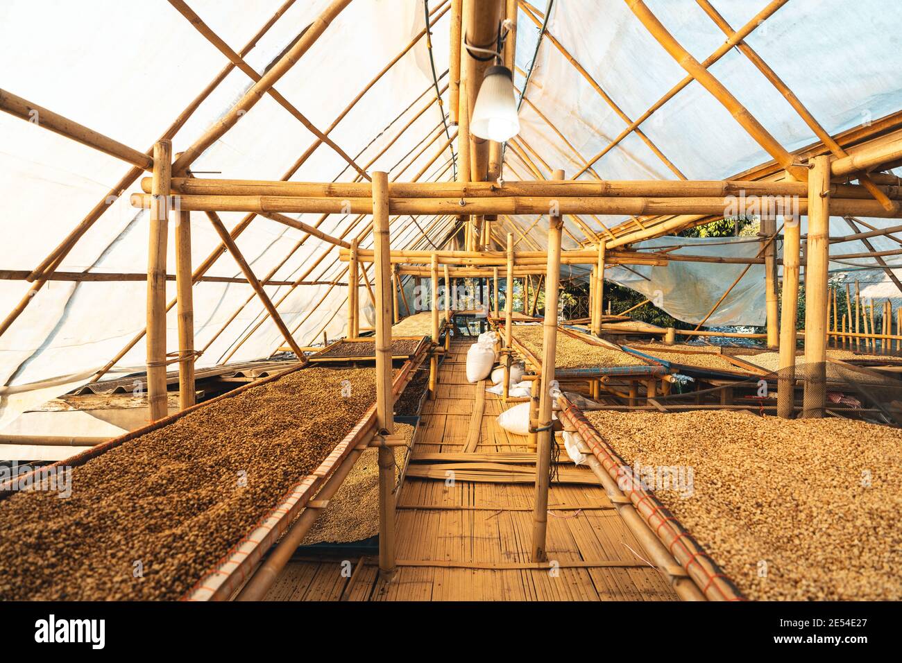 Parchment coffee Dry in the greenhouse Stock Photo - Alamy