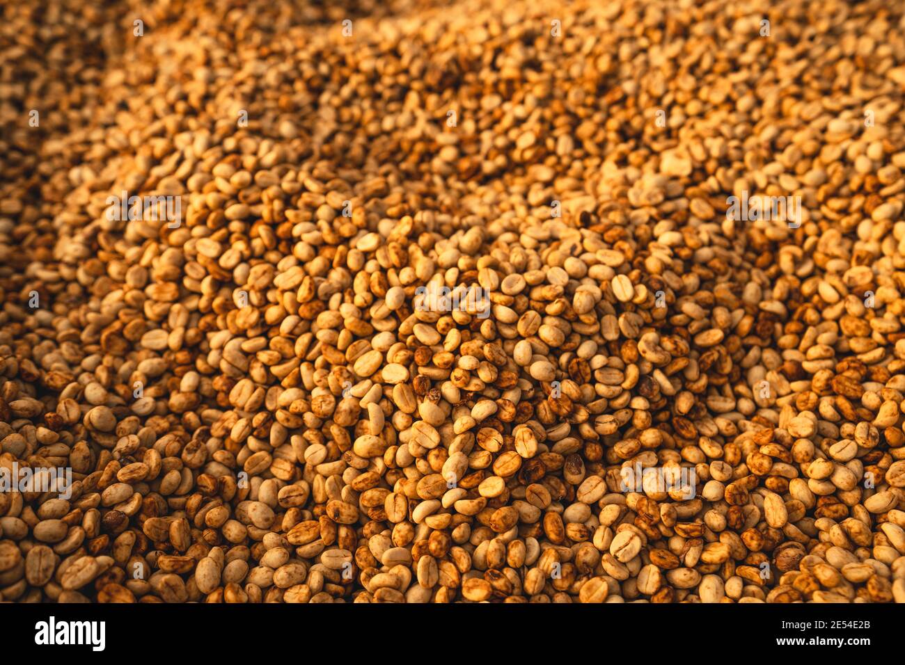 Parchment coffee Dry in the greenhouse Stock Photo - Alamy