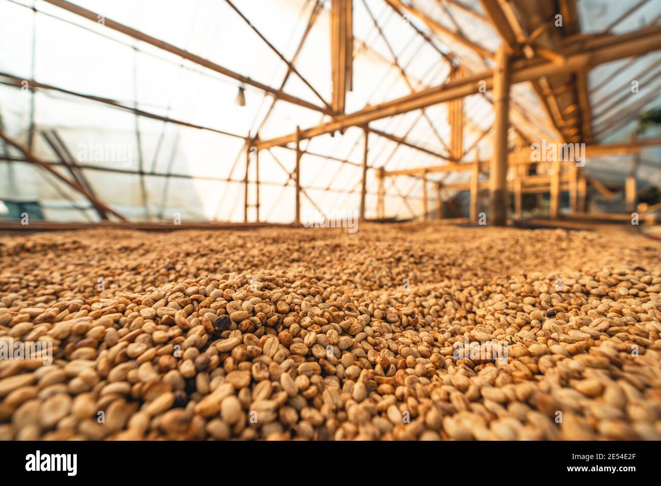 Parchment coffee Dry in the greenhouse Stock Photo - Alamy