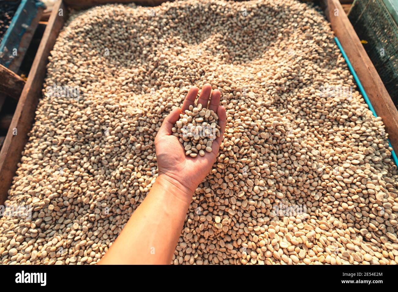 Pulping coffee hi-res stock photography and images - Alamy