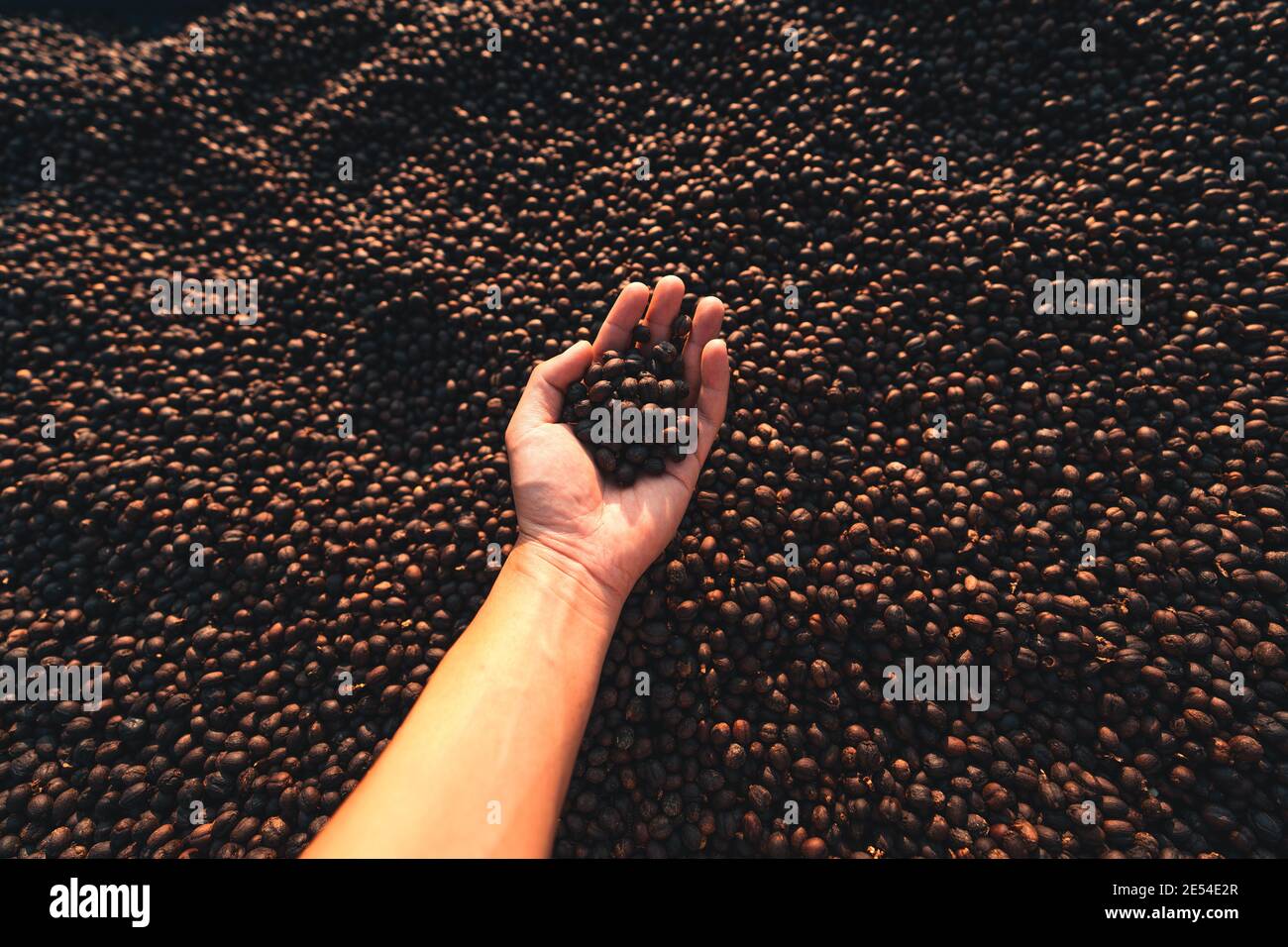 Parchment coffee Dry in the greenhouse Stock Photo - Alamy