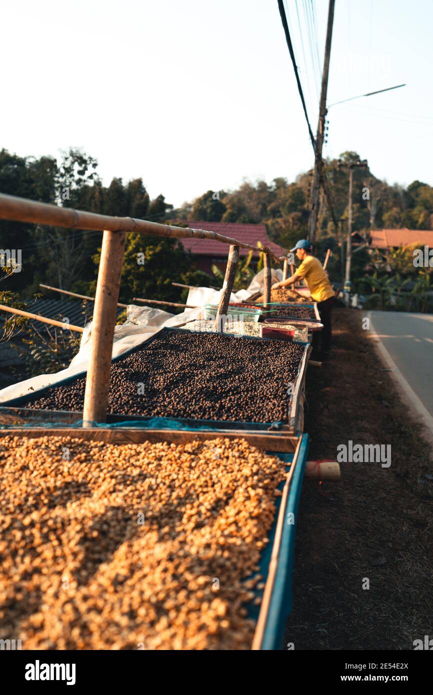 Parchment coffee Dry in the greenhouse Stock Photo - Alamy