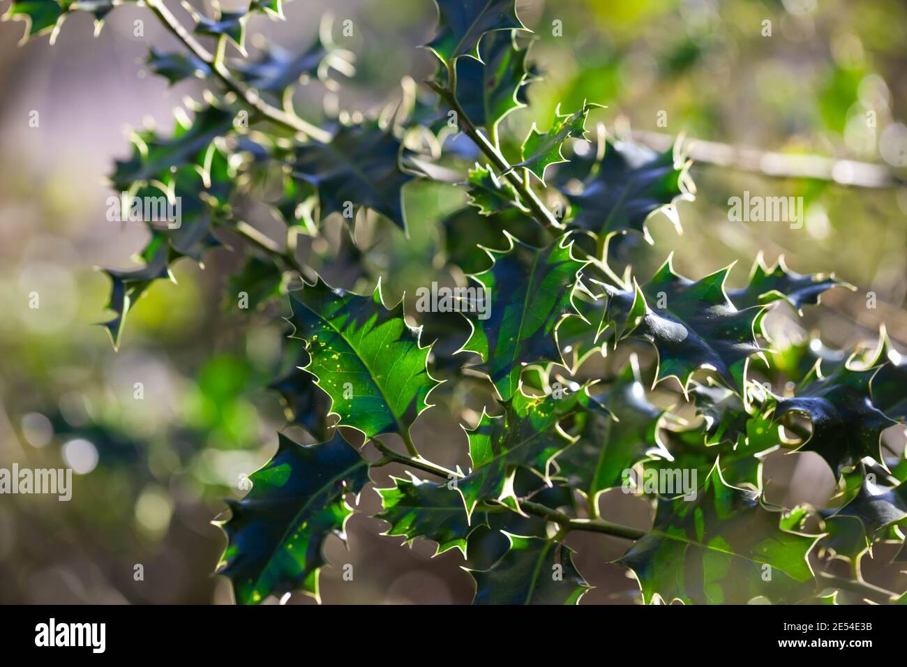 High Resolution close-up of Holly/ Ilex aquifolium Stock Photo - Alamy
