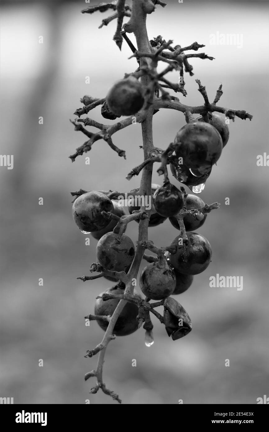 Individual Grapes On The Stalk Stock Photo - Alamy