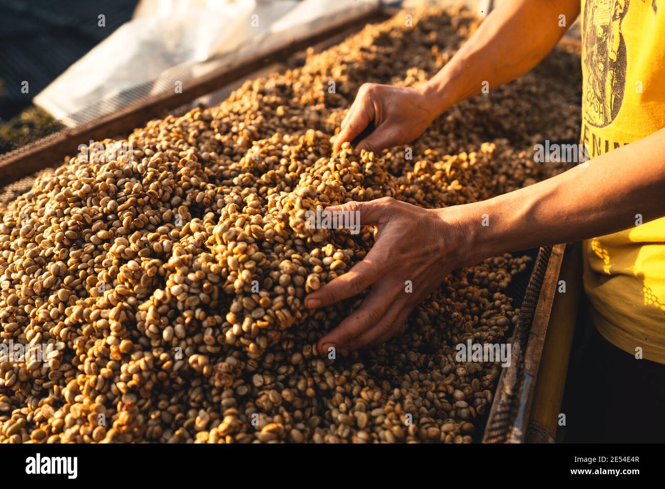 Parchment coffee Dry in the greenhouse Stock Photo - Alamy