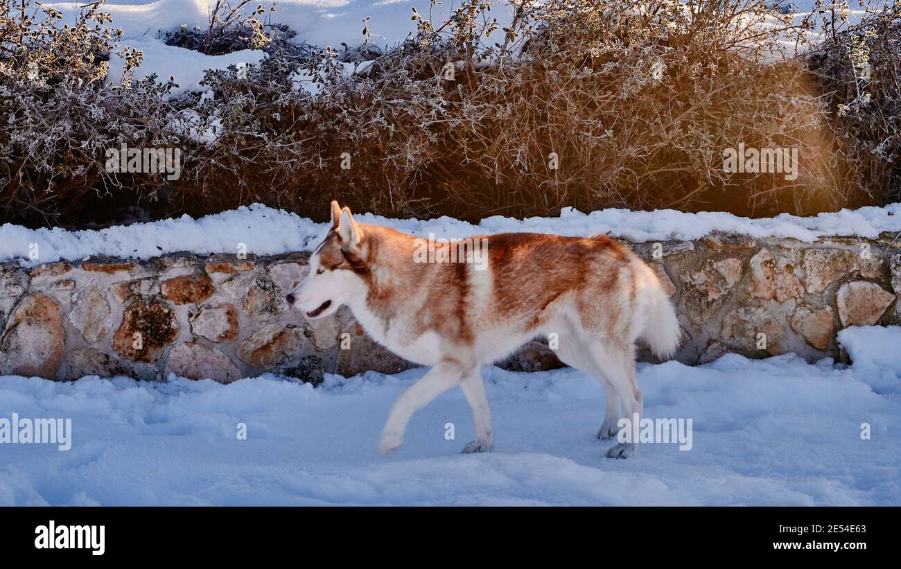 Wolf like dog walking over snow Stock Photo - Alamy