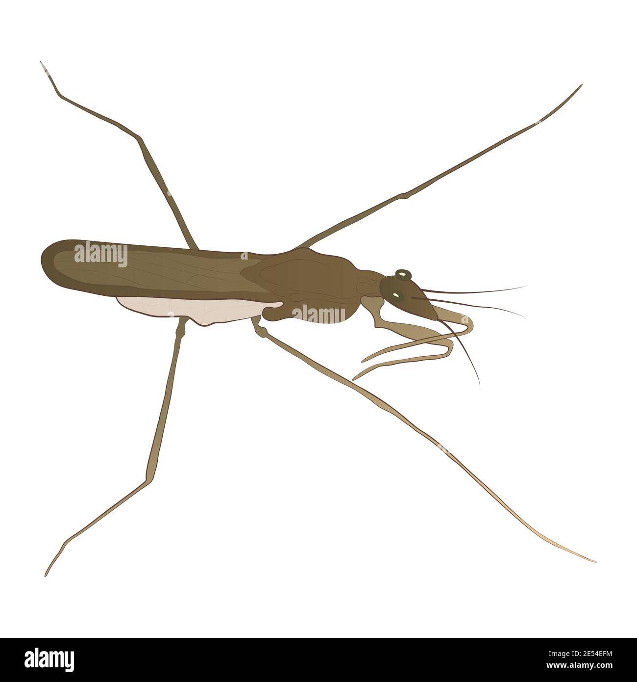 Waterstrider High Resolution Stock Photography and Images - Alamy