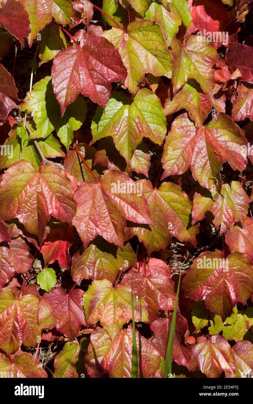 Ivy foliage colours hi-res stock photography and images - Alamy