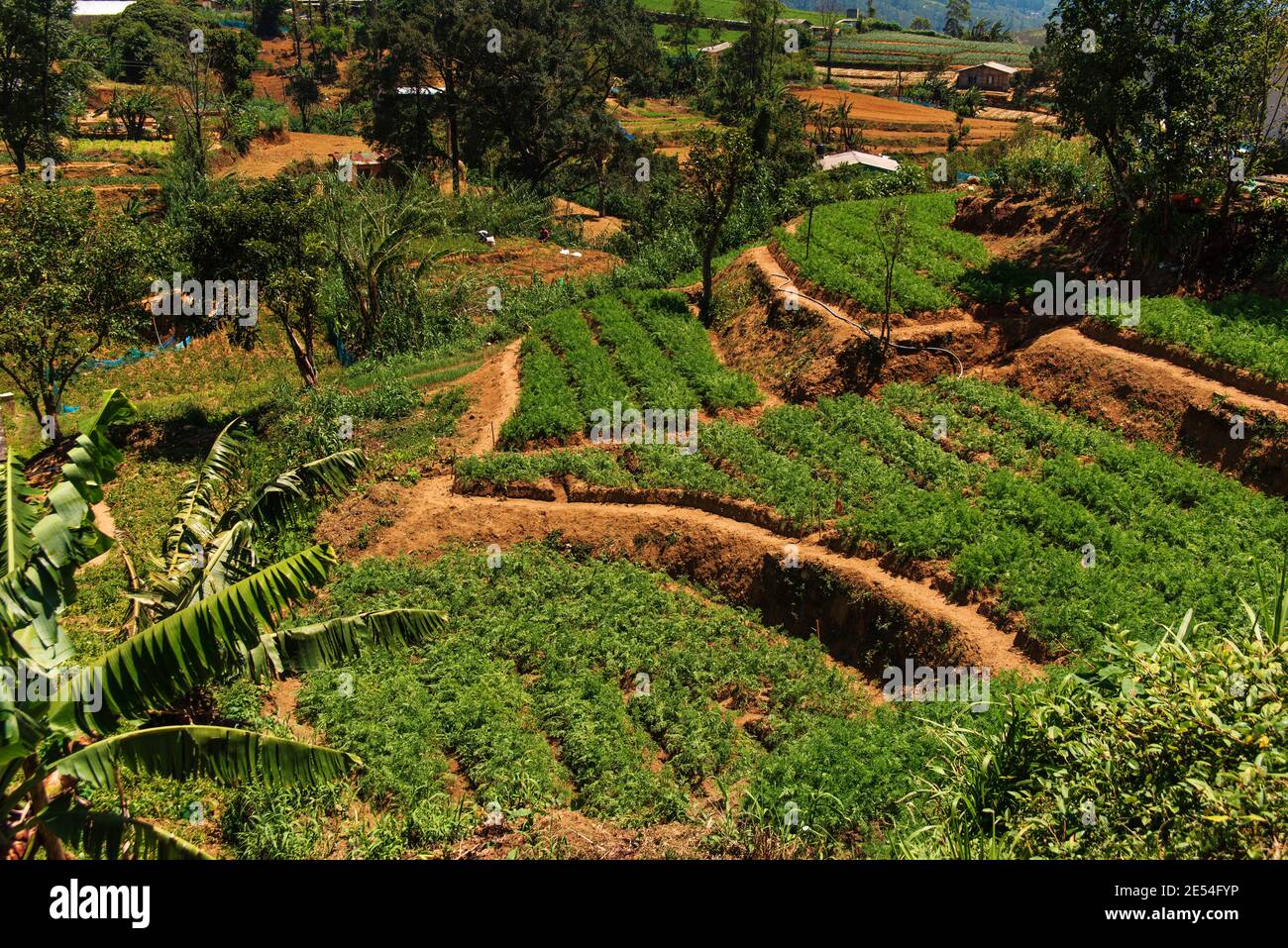 beautiful tea plantation scenery in the hill country of Sri Lanka.View ...