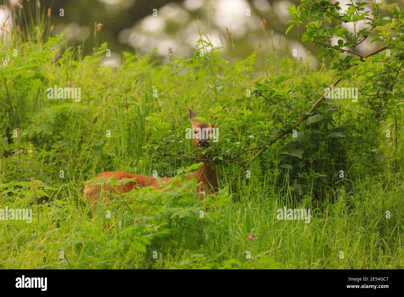 Roe deer natural habitat hi-res stock photography and images - Alamy