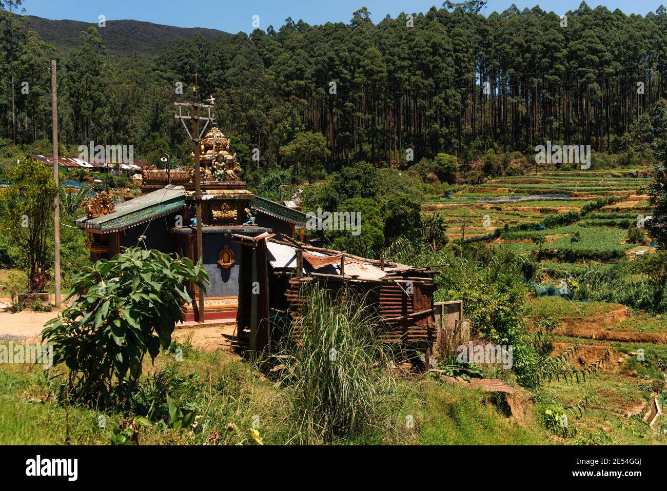 beautiful tea plantation scenery in the hill country of Sri Lanka.View ...