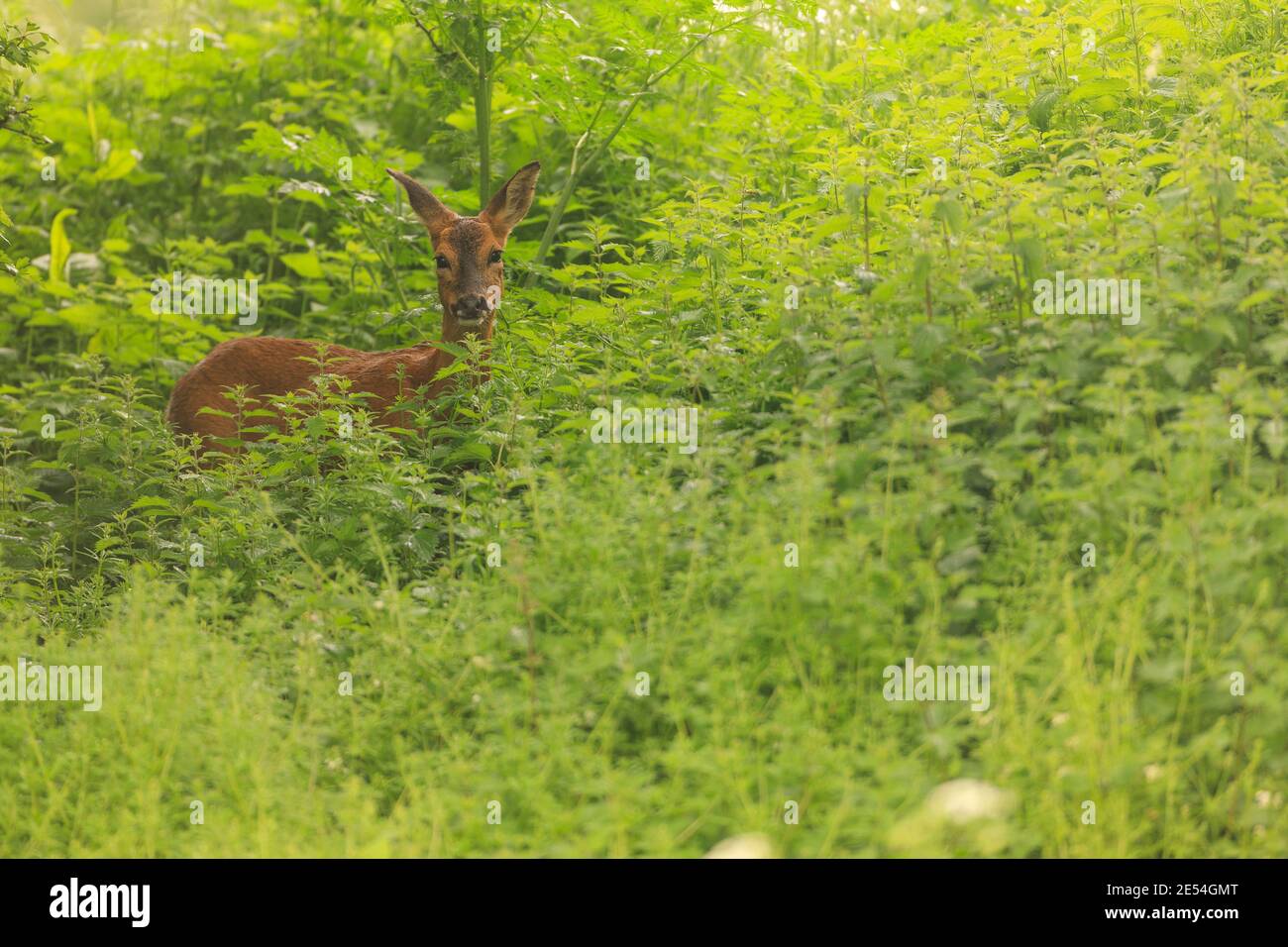 Roe deer natural habitat hi-res stock photography and images - Alamy