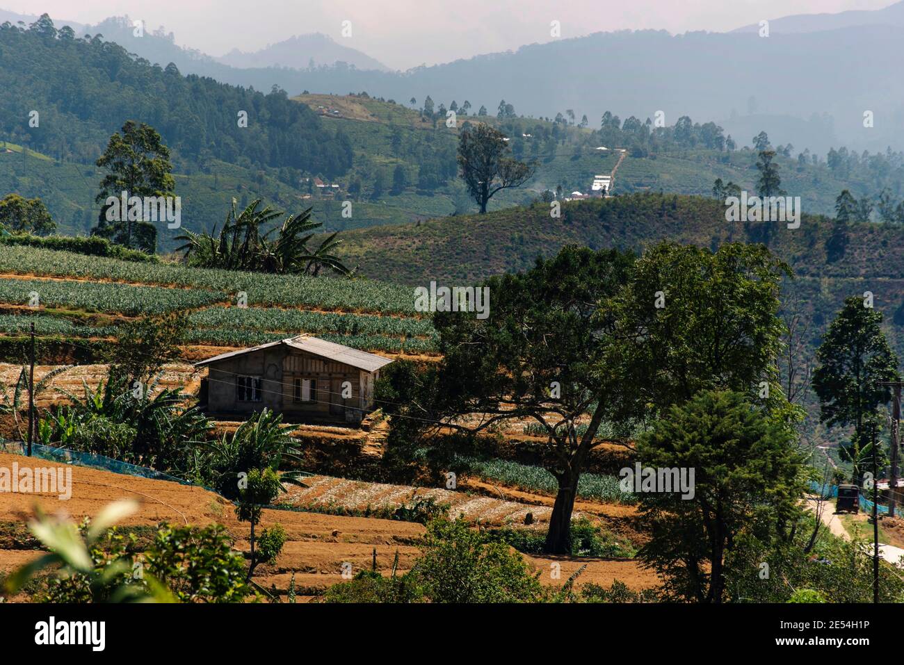 beautiful tea plantation scenery in the hill country of Sri Lanka.View ...
