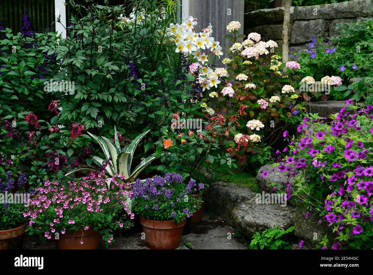 Hydrangea preziosa,lilium regale,lily regale,geranium anne thomson ...