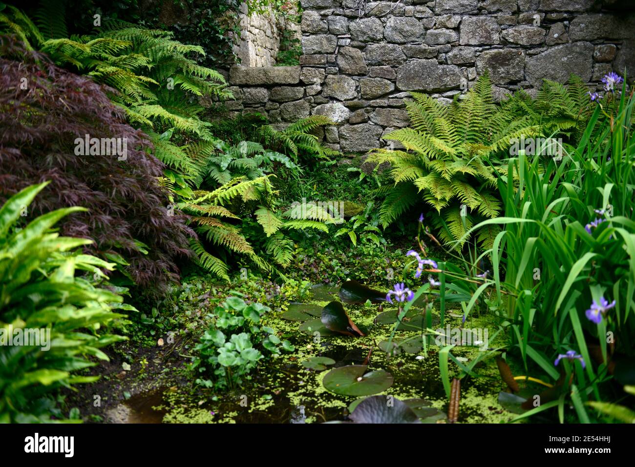 Garden pond marginal plant hi-res stock photography and images - Alamy