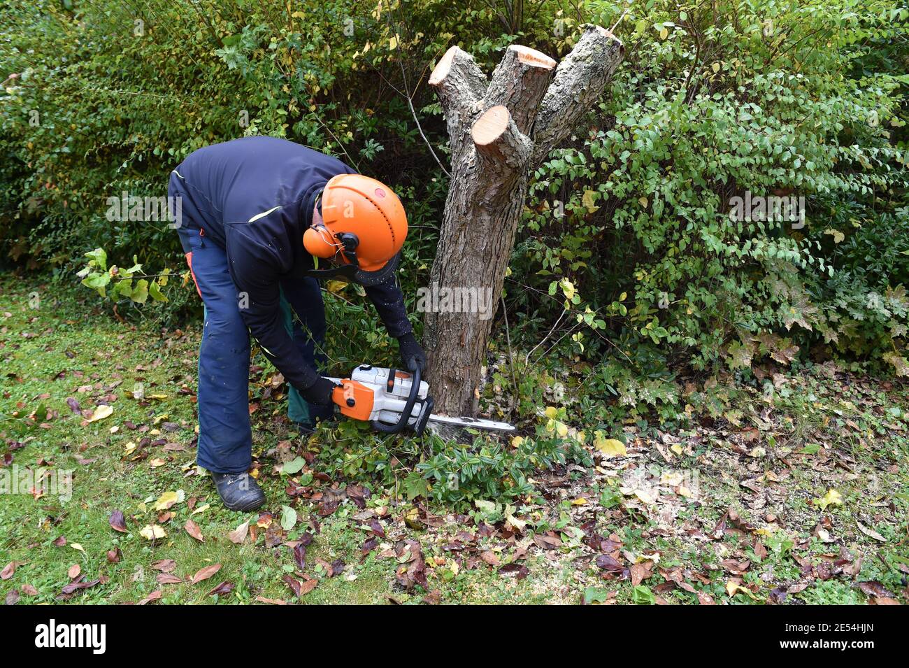 To Cut A Tree Stock Photo - Alamy