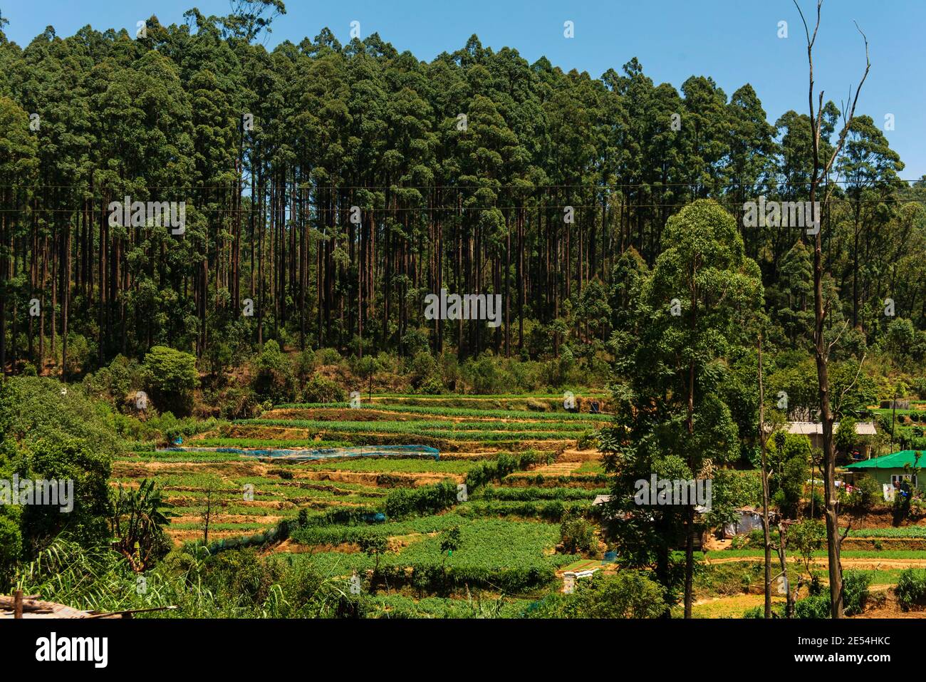beautiful tea plantation scenery in the hill country of Sri Lanka.View ...