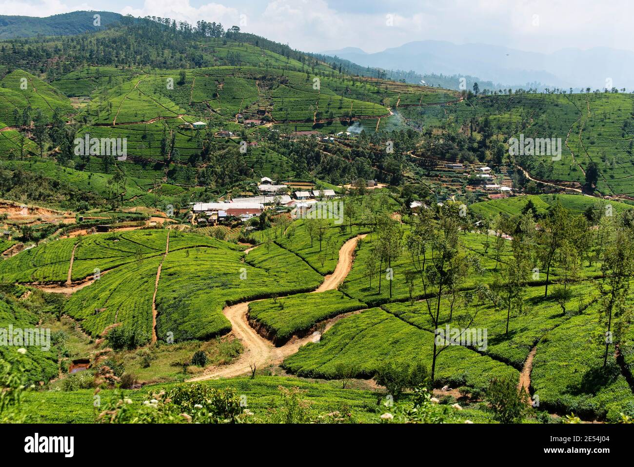 beautiful tea plantation scenery in the hill country of Sri Lanka.View ...