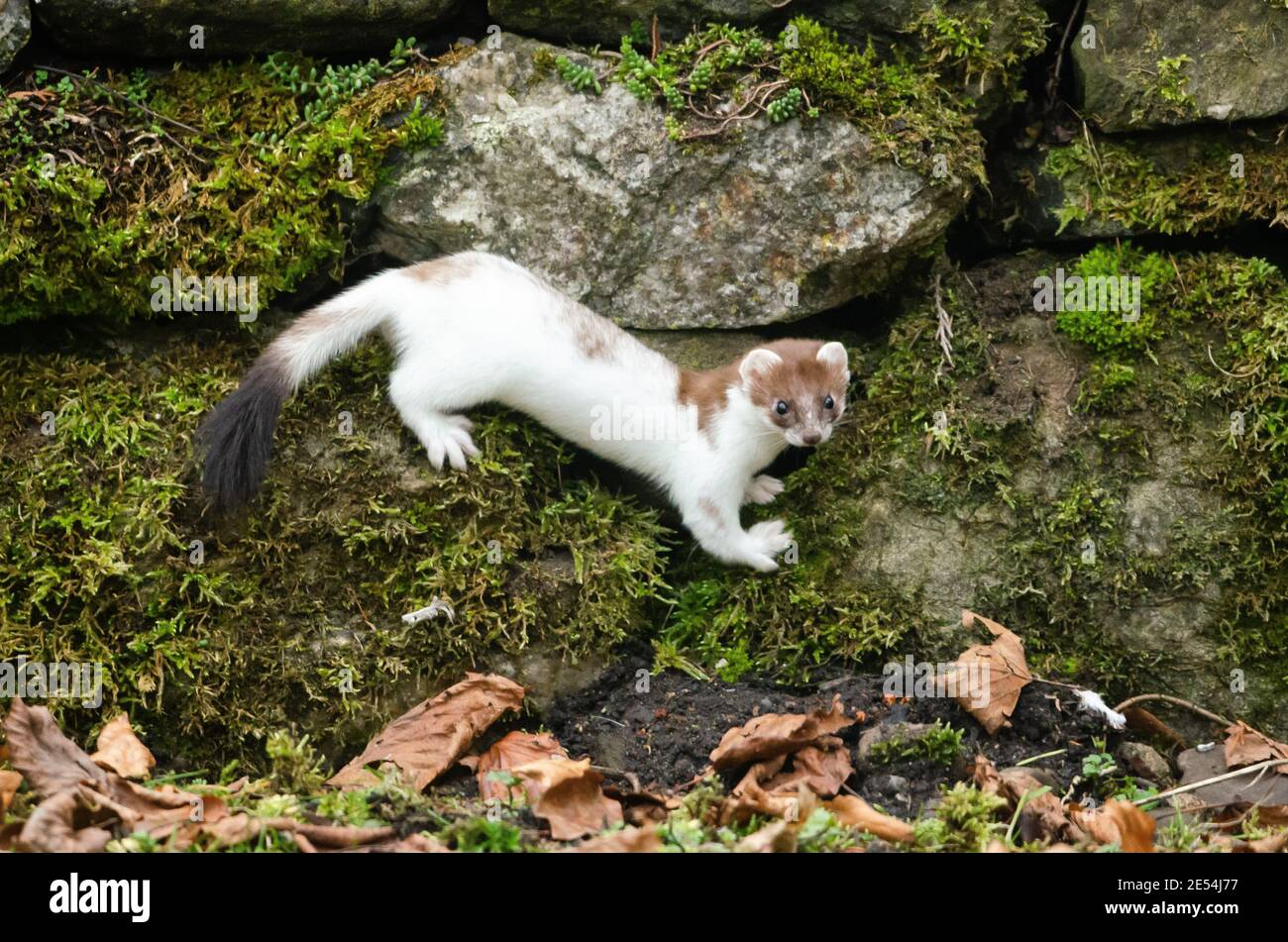Stoat showing ermine at base of wall. Landscape view Stock Photo - Alamy