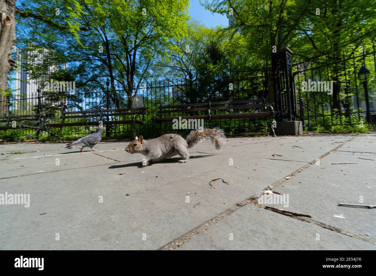 Pigeon and squirrel hi-res stock photography and images - Alamy
