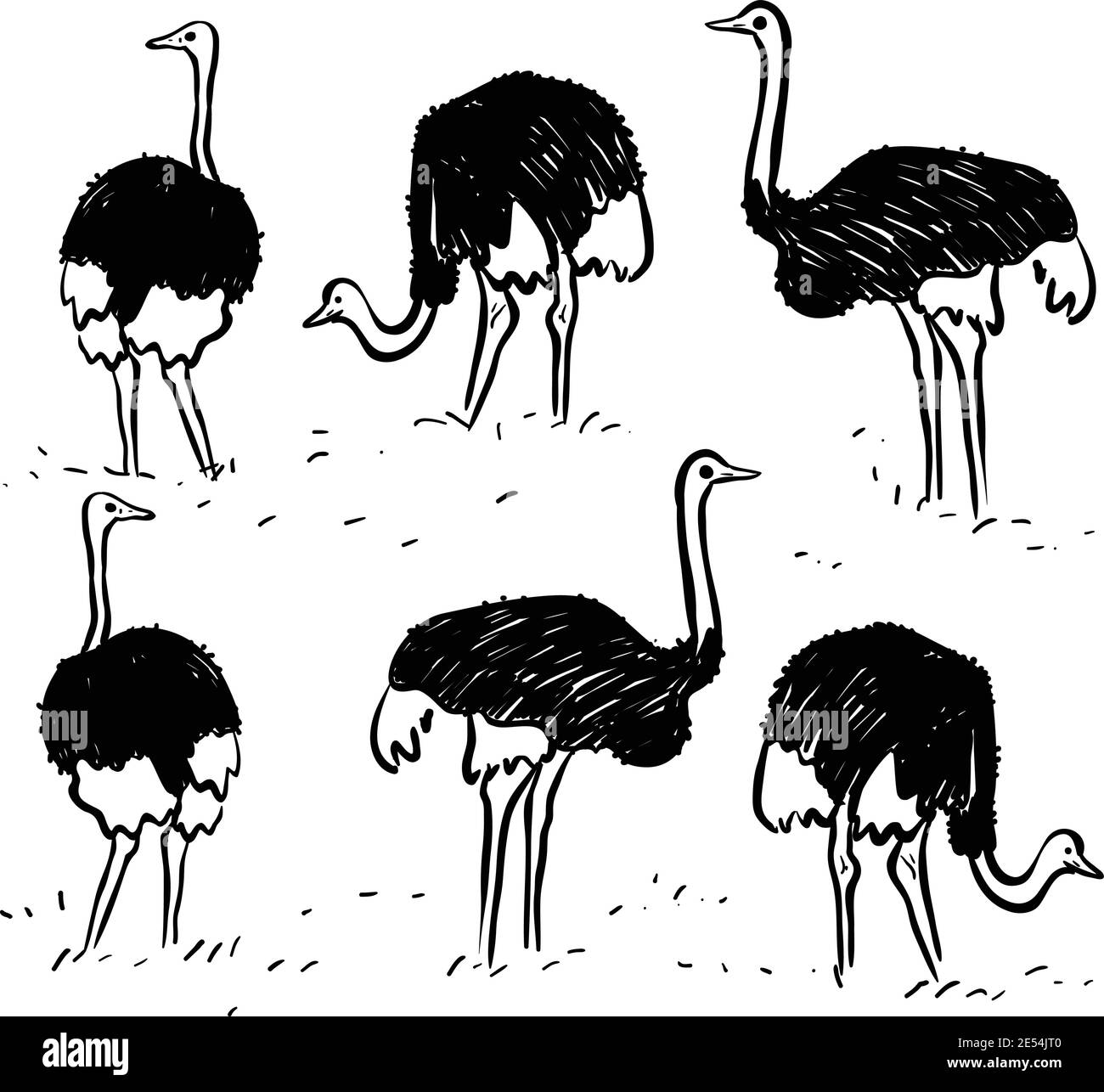 Different Angles Ostrich stock illustration Stock Vector Image & Art ...