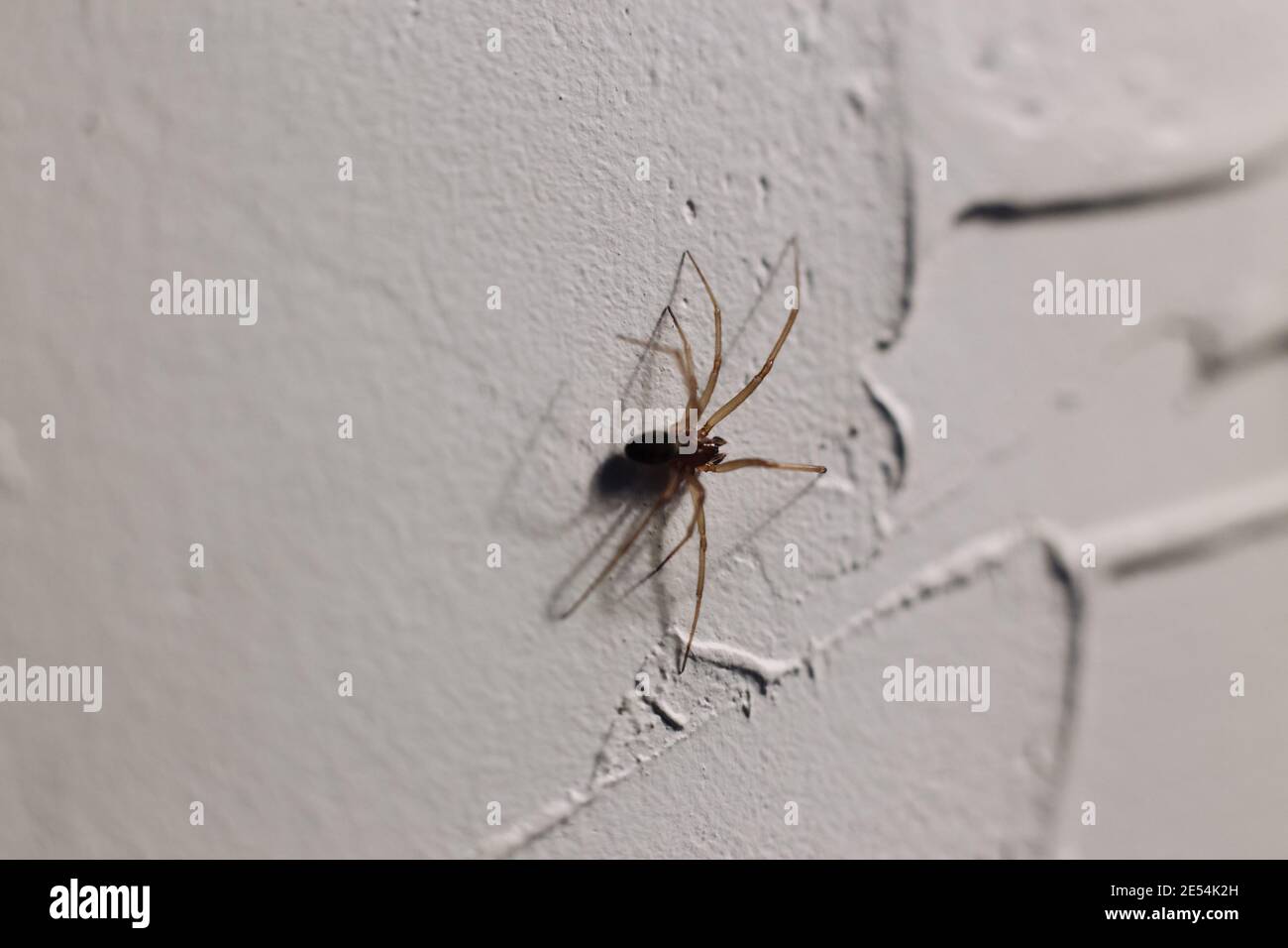 Black house spider hi-res stock photography and images - Alamy