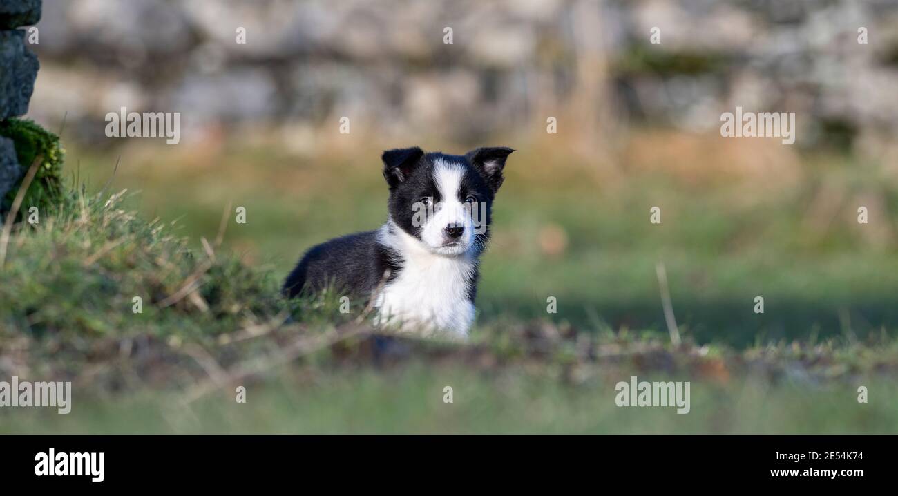 Eight week old Border Collie pup playing in field. North Yorkshire, UK ...