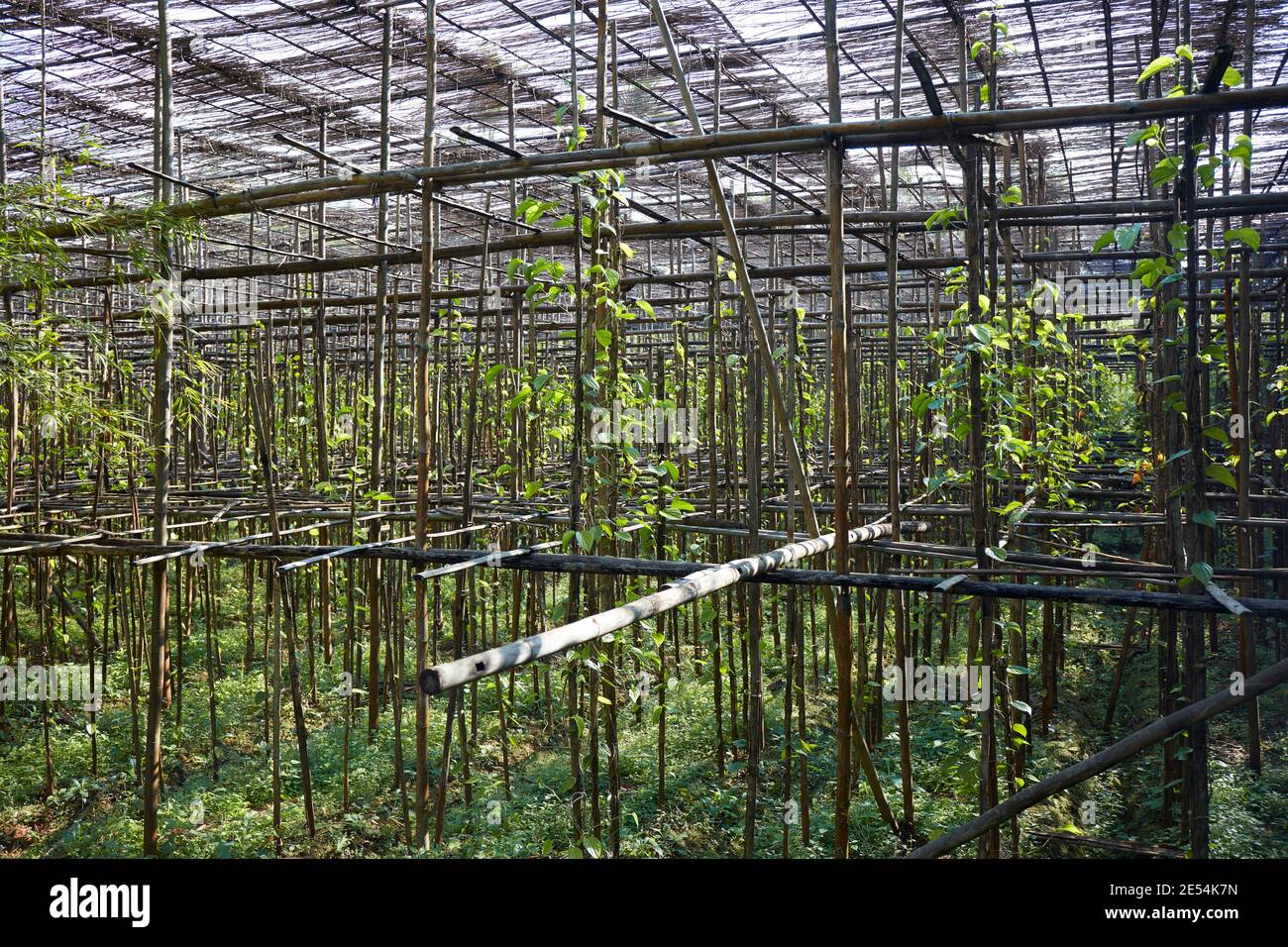 Vertical cultivation, agriculture in Inle Lake, Myanmar Stock Photo - Alamy