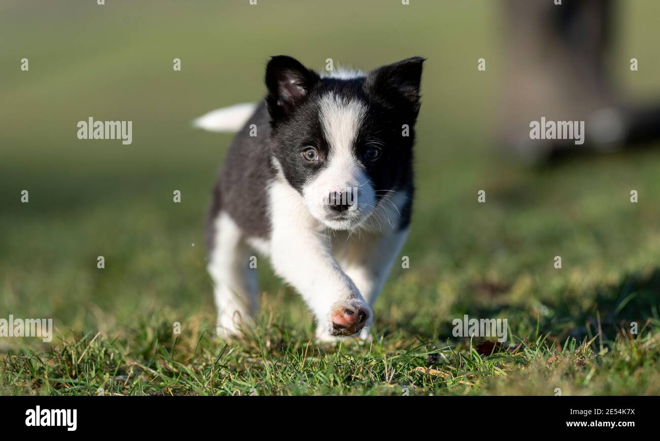 Playful collie hi-res stock photography and images - Alamy