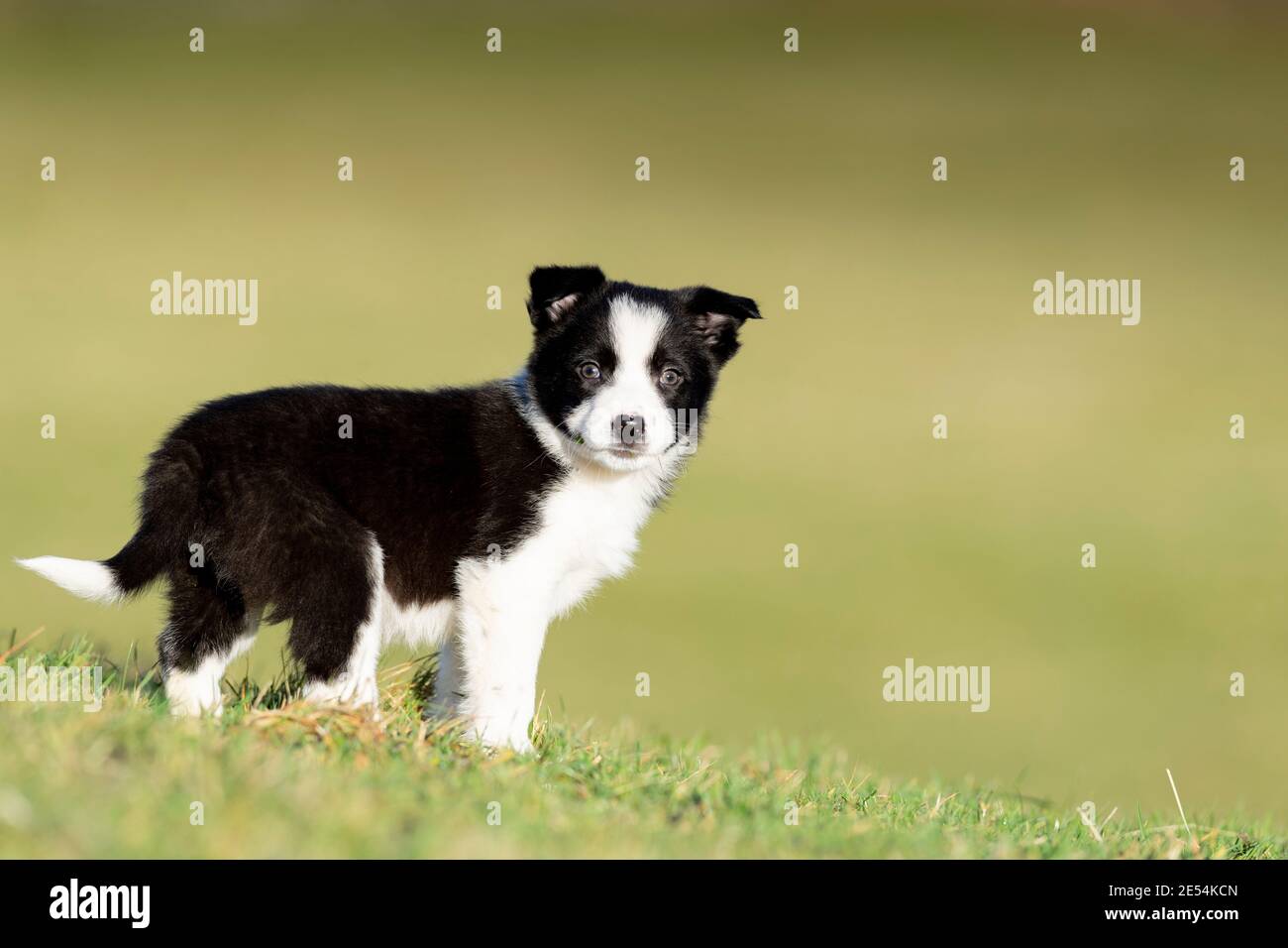 Eight week old Border Collie pup playing in field. North Yorkshire, UK ...