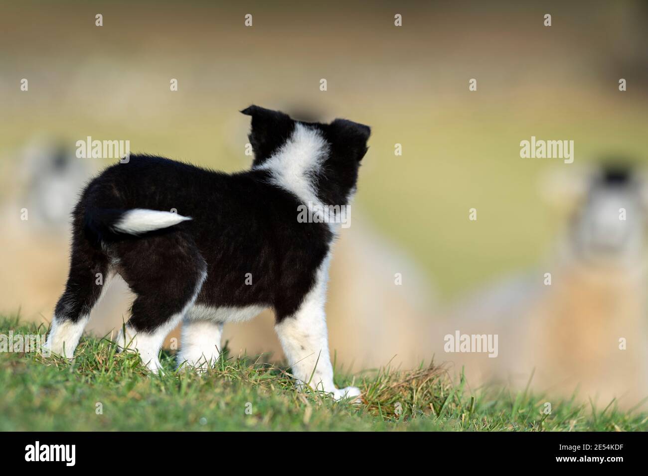 Eight week old Border Collie puppy sees sheep for the first time. North ...