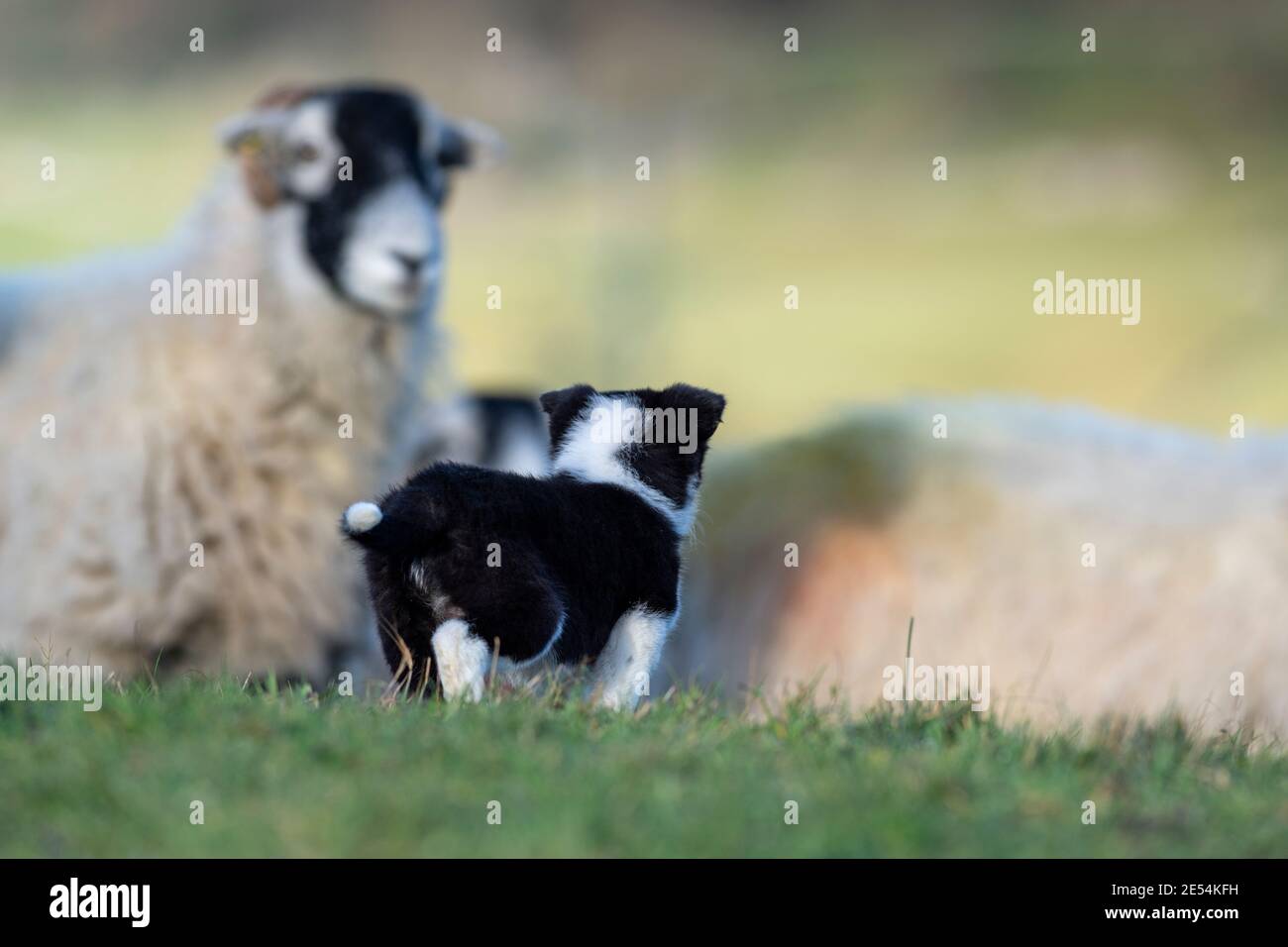 Eight week old Border Collie puppy sees sheep for the first time. North ...