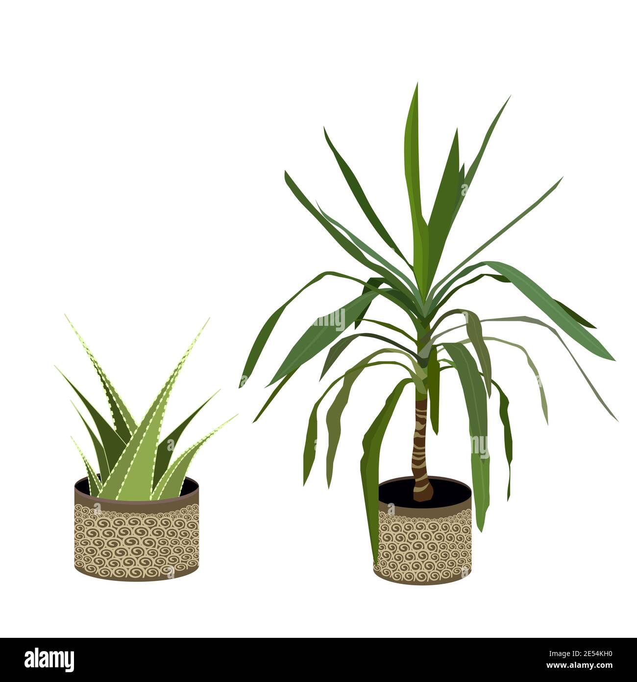 Cactus and yucca palm tree, exotic plant, botany vector illustration ...