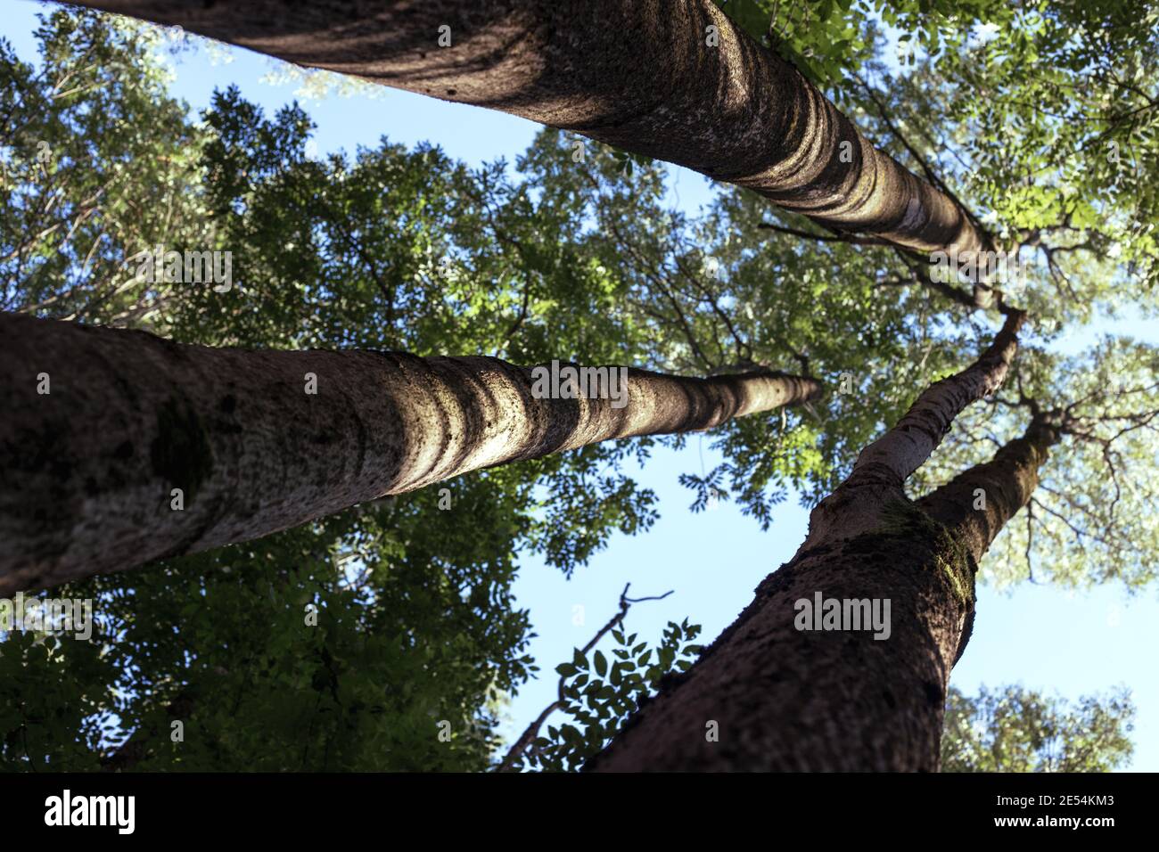 Manchurian hazelnut tree leaves. Tree trunk. Dense thickets Stock Photo ...