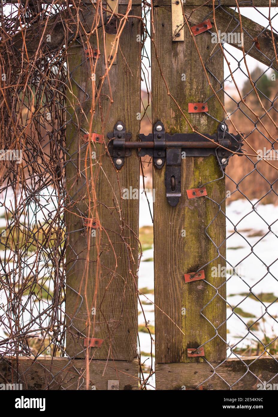 Wooden gate door locked entry to covered with snow garden. Winter ...