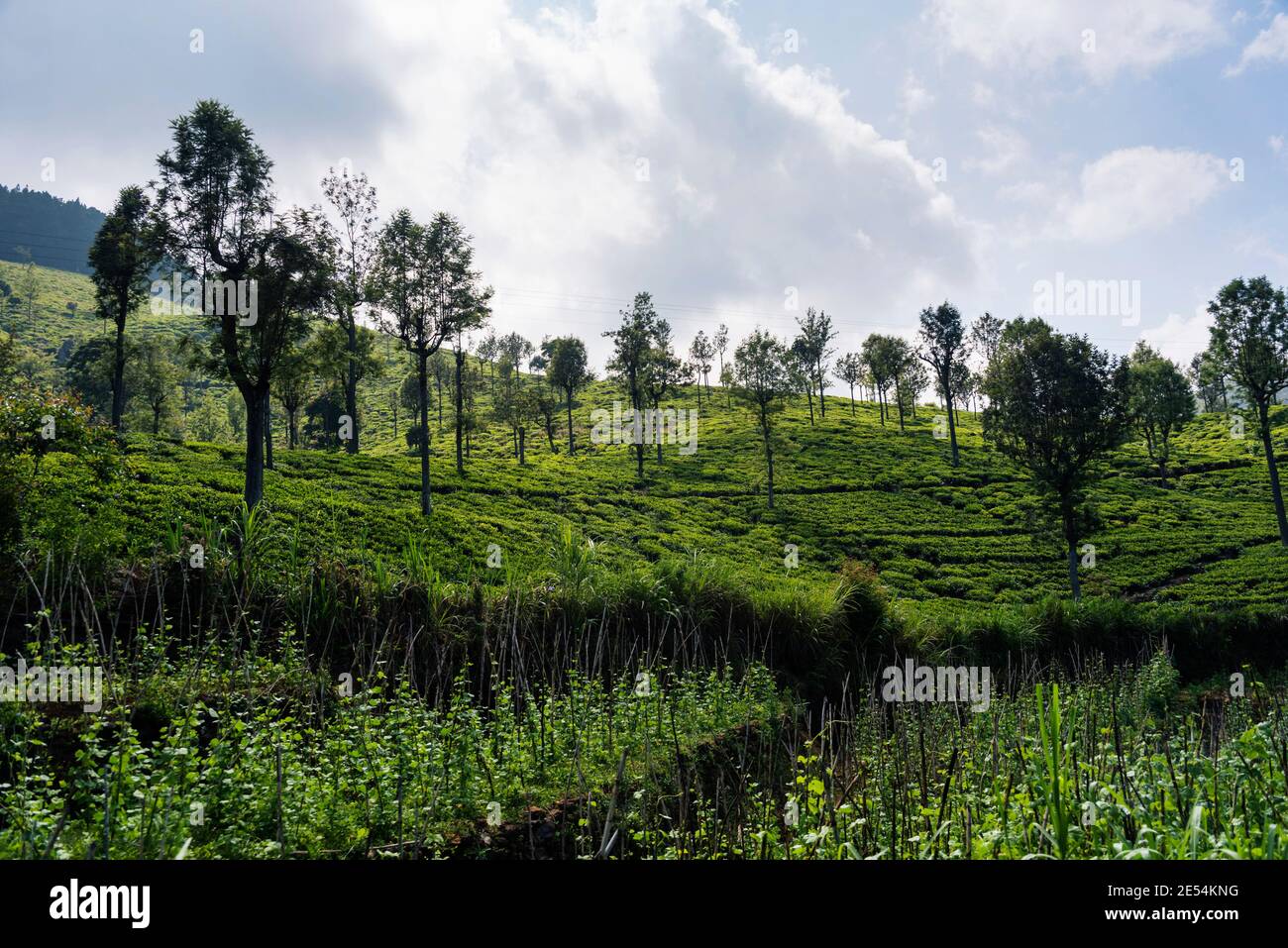 beautiful tea plantation scenery in the hill country of Sri Lanka.View ...
