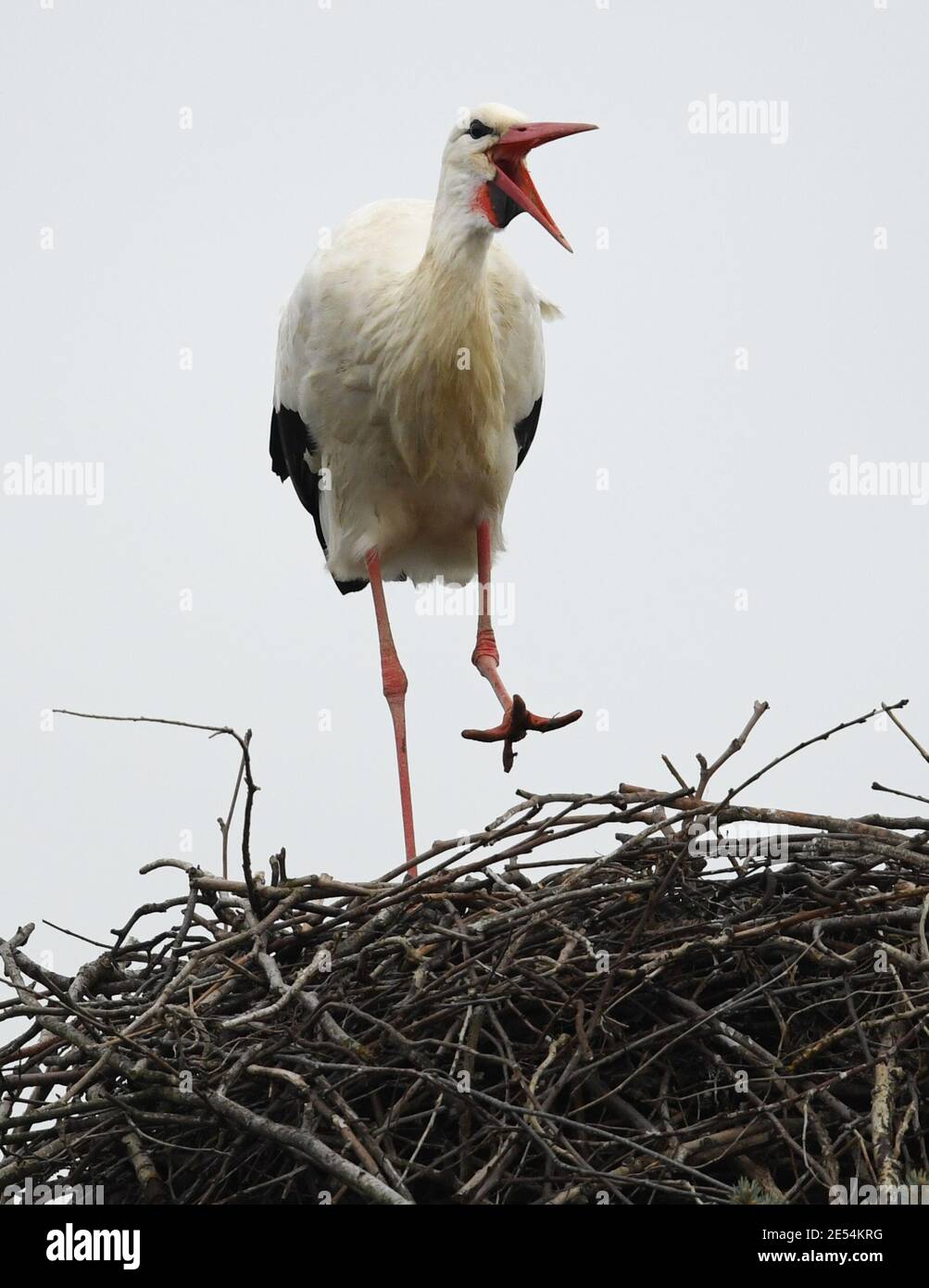 Bensheim, Germany. 26th Jan, 2021. A white stork has moved into its ...