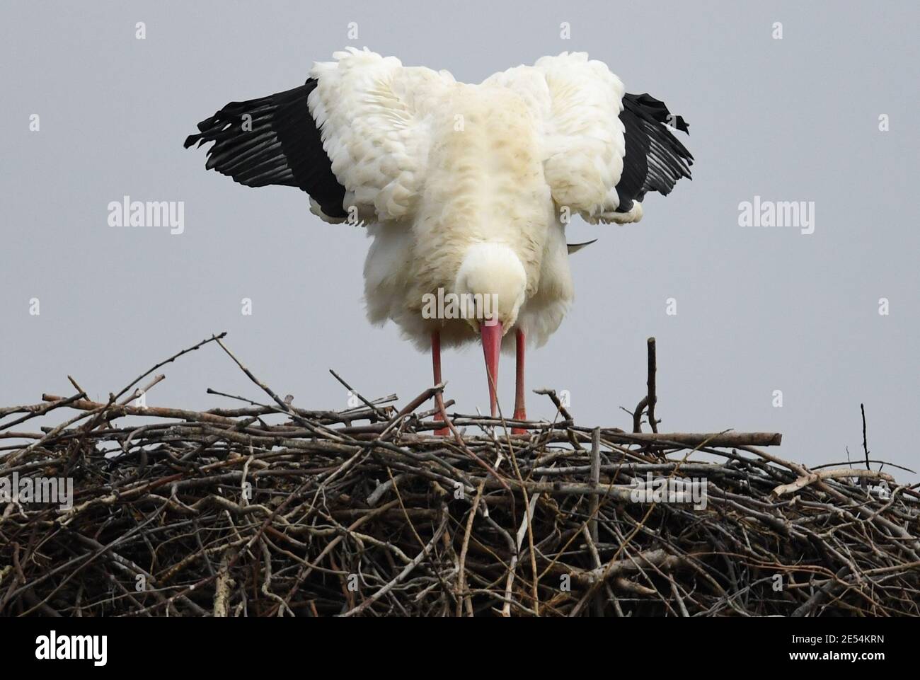 Bensheim, Germany. 26th Jan, 2021. A white stork has moved into its ...