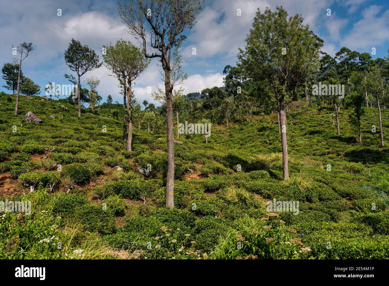 beautiful tea plantation scenery in the hill country of Sri Lanka.View ...